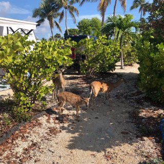 Big Pine Key Resort - Big Pine Key, Florida - RV LIFE Campground Reviews